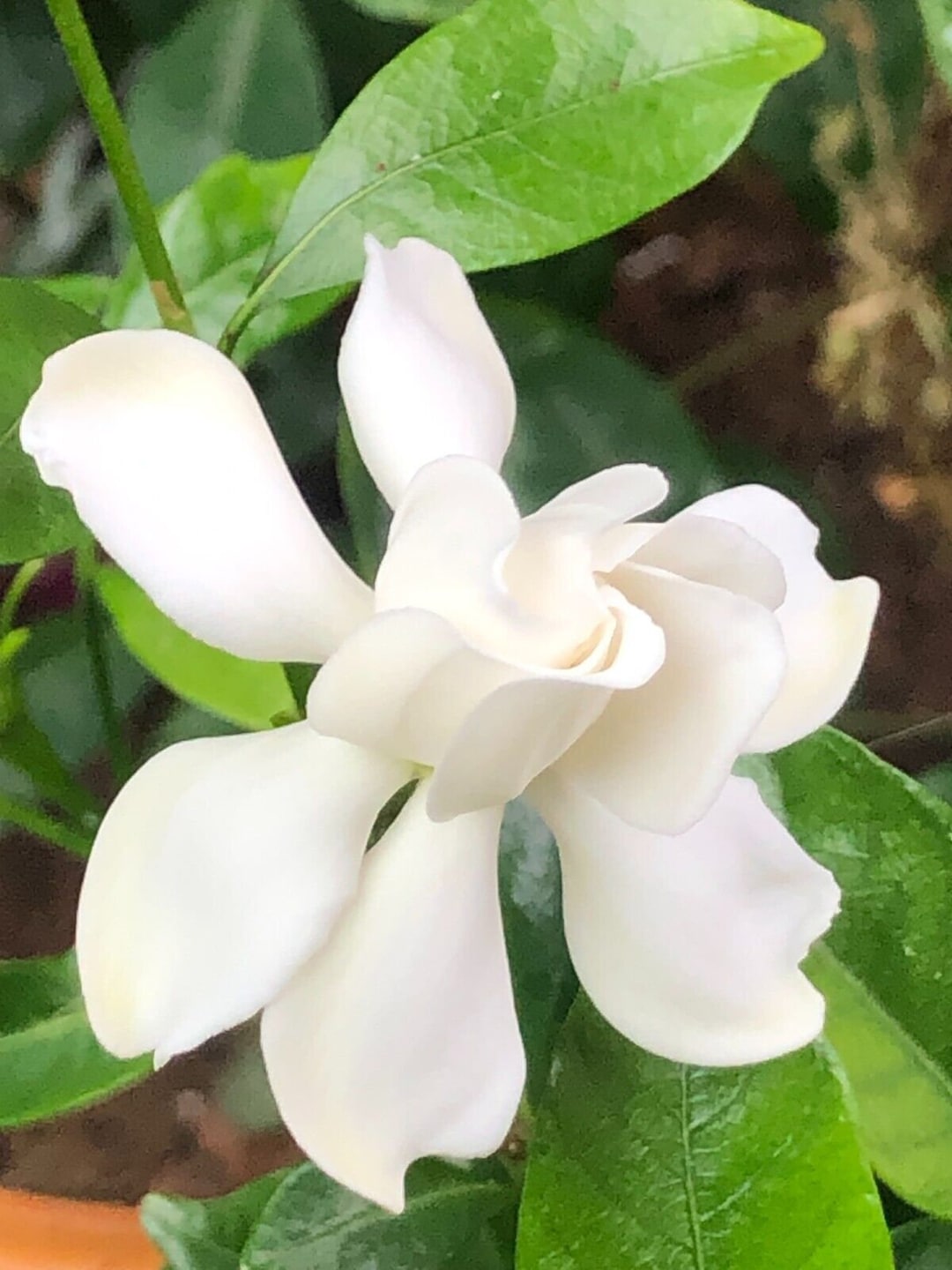 HEIRLOOM WHITE GARDENIA Heirloom White Gardenia Bush Cape Jasmine Shrub ...