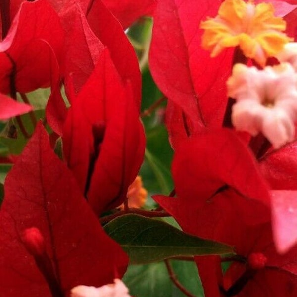 Ruby Red Bougainvillea - Etsy