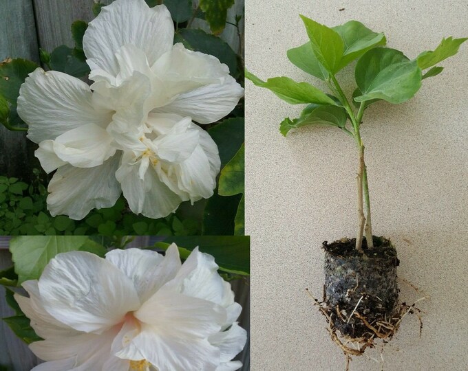 TROPICAL DOUBLE WHITE Hibiscus Well Rooted Live Plant Red - Etsy