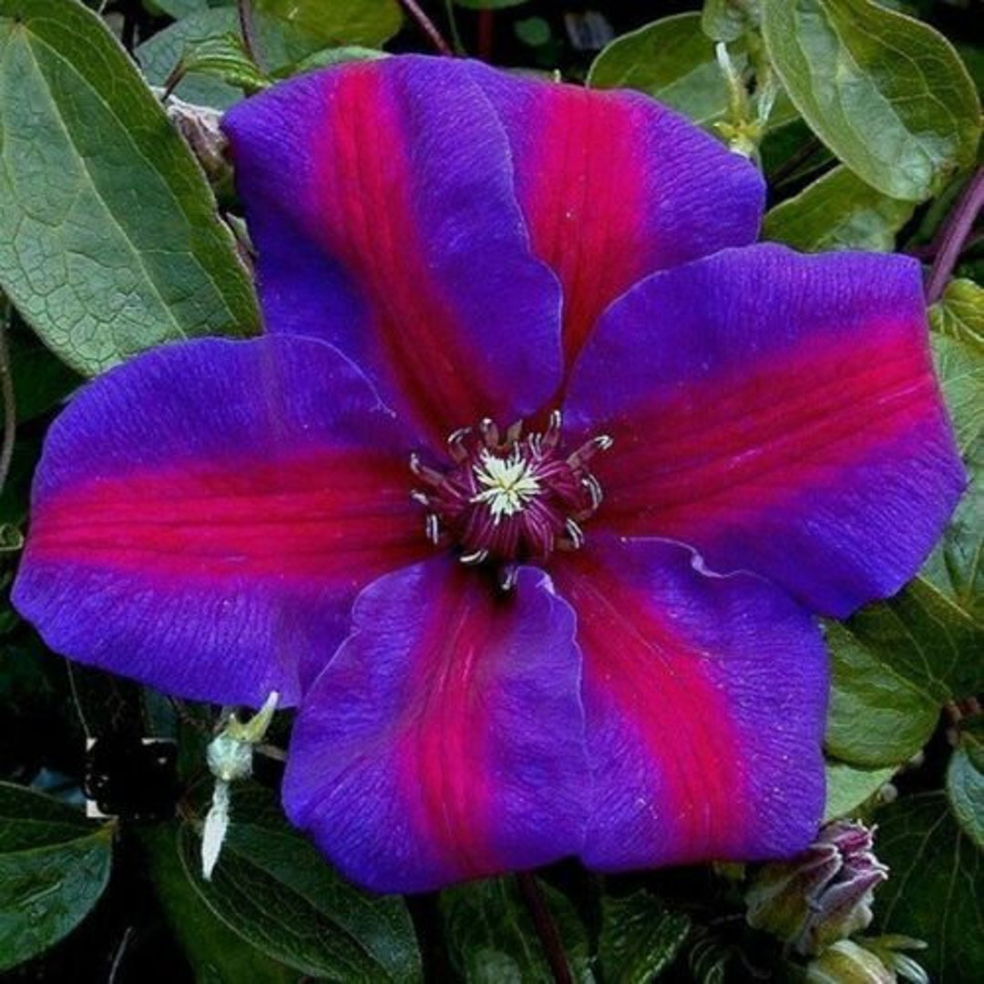 MRS. N. THOMPSON clematis Vinewell Rooted - Etsy