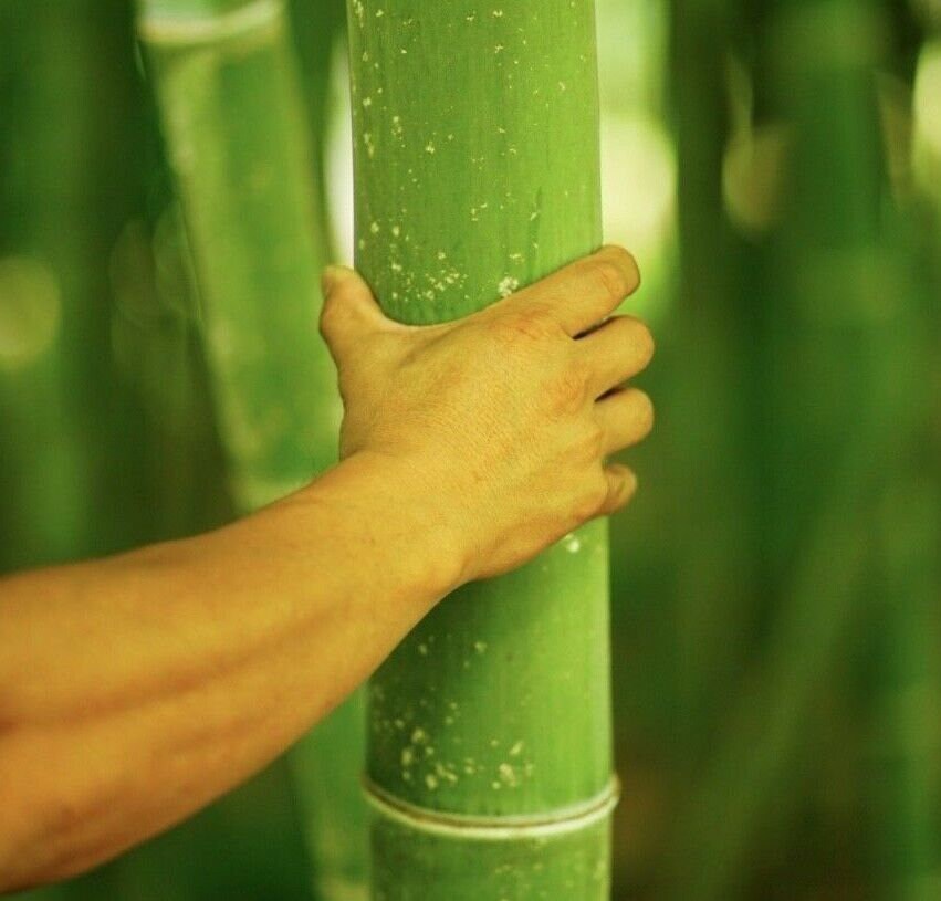 Plants & Seedlings Yard, Garden & Outdoor Living Plants, Seeds & Bulbs ...