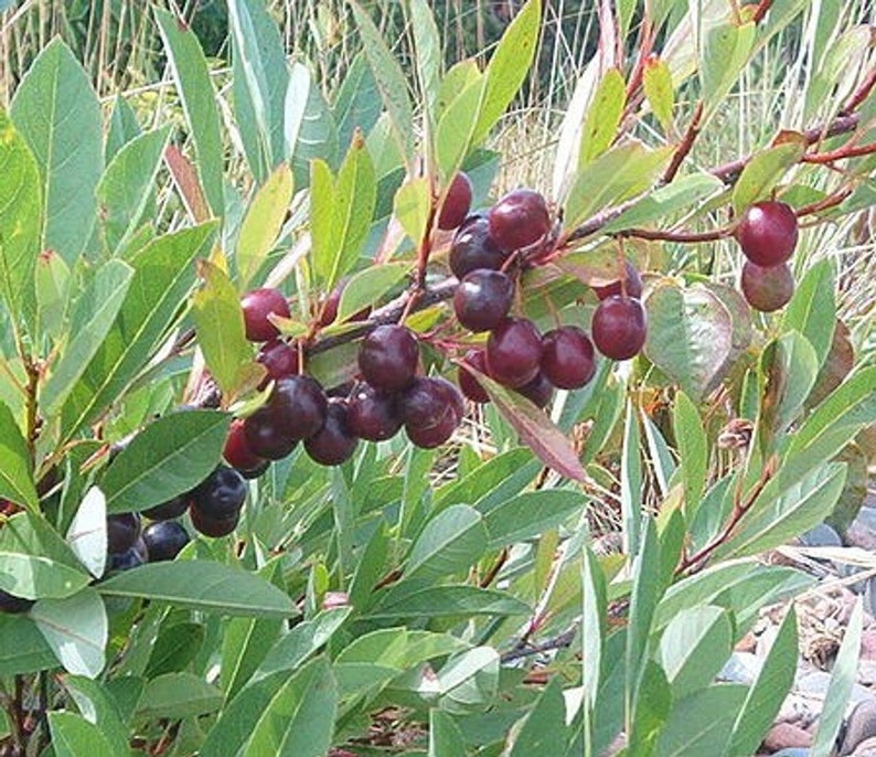 HANSEN'S BUSH CHERRY Dwarf Sweet Cherry Tree Shrub Western Sand Cherry ...