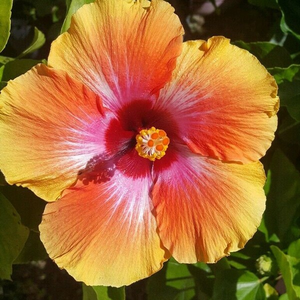 Variegated Hibiscus - Etsy