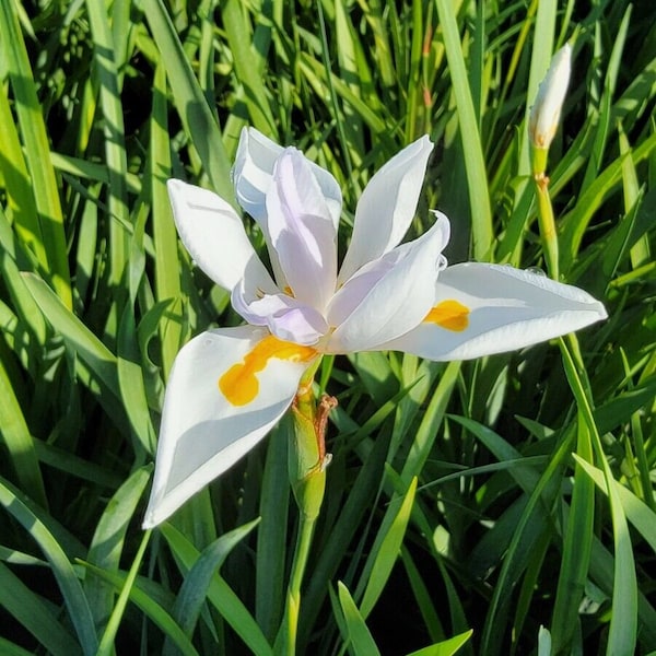 Walking Iris Plant - Etsy