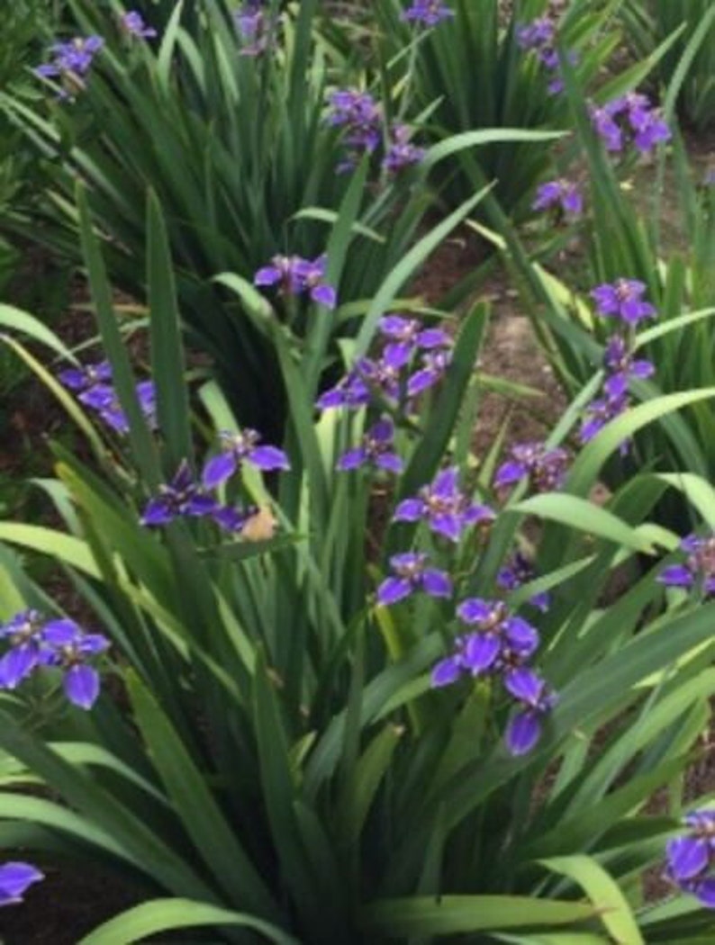 Iris Walking NEOMARICA CAERULEA REGINA Blue Giant Apostles - Etsy