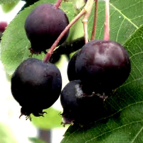 Service Berry Tree - Etsy