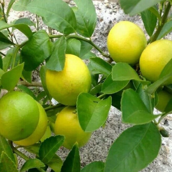 Organic Meyer Lemon Tree - Etsy