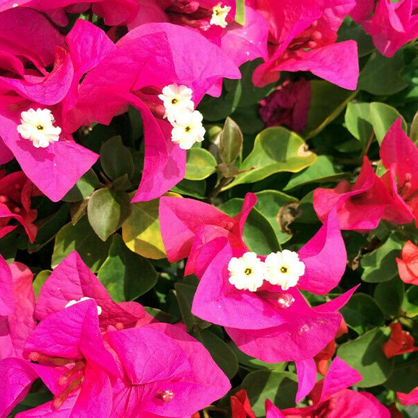 Dwarf Helen Johnson Bougainvillea - Etsy
