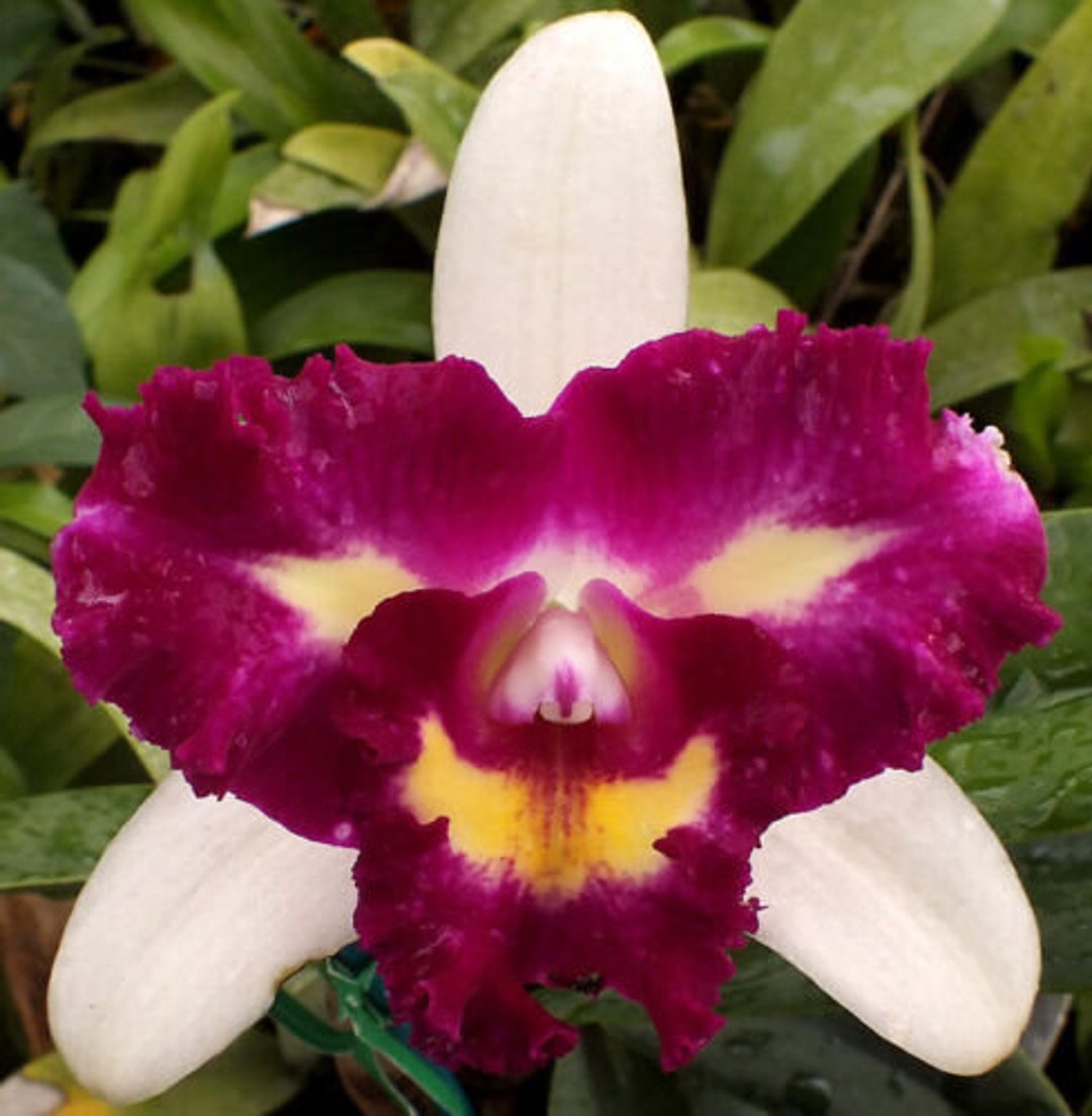 Blc. Chong Guu Linnet 'smile' Orchid Plant, SHIPPED IN POT Rare Orchid ...