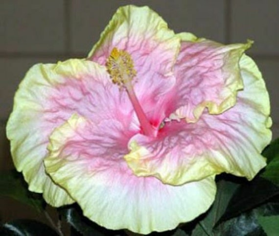 AMRITAPURI Hibiscus plant Rooted Tropical Hibiscus Plant***Ships in Pot ...