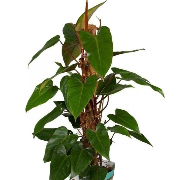 Red Emerald Plant - Etsy