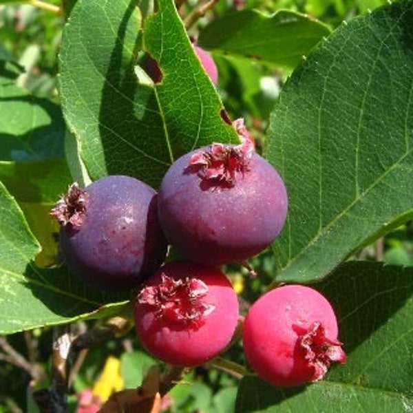 Service Berry Tree - Etsy