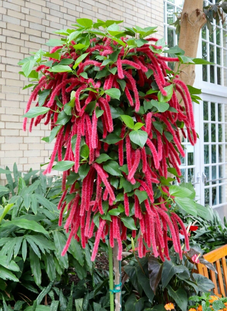 GIANT CHENILLE Acalypha Pendula CHENILLE Plant aka Fire - Etsy