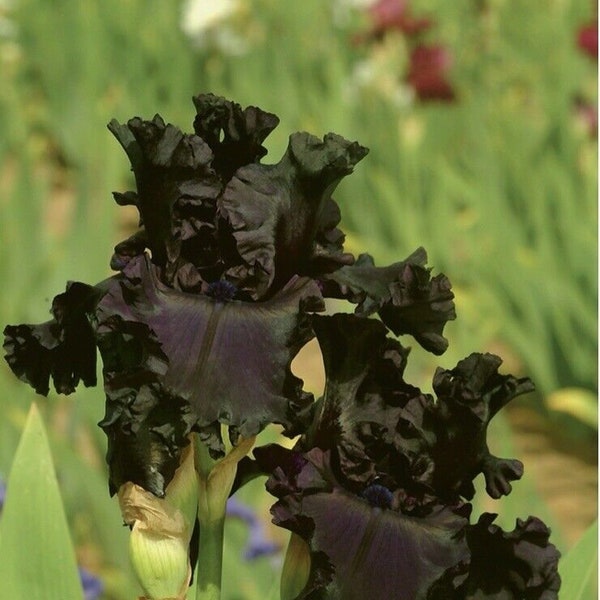 Black Bearded Iris - Etsy