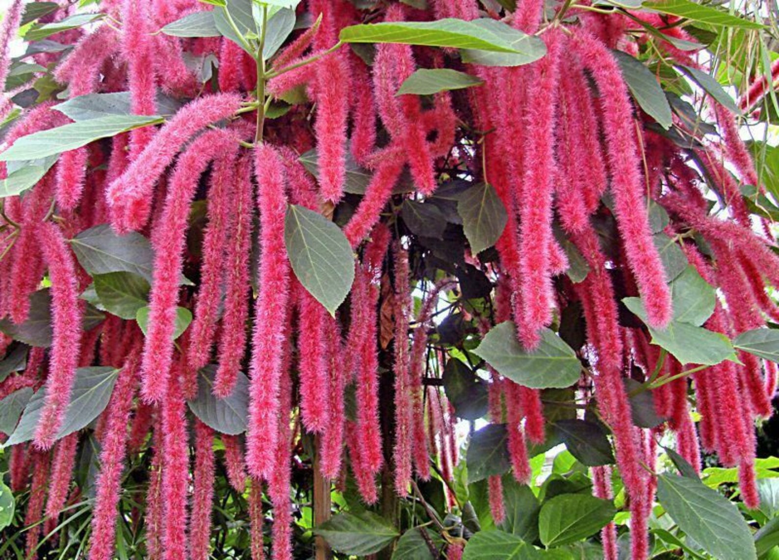 GIANT CHENILLE Acalypha Pendula CHENILLE Plant aka Fire - Etsy