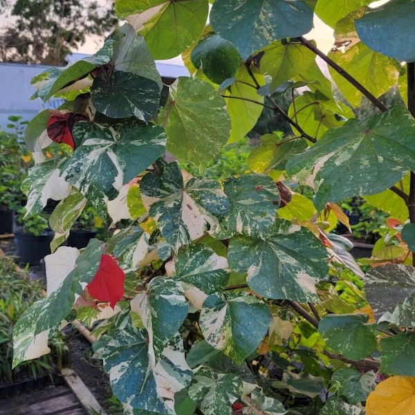 Variegated Hibiscus - Etsy