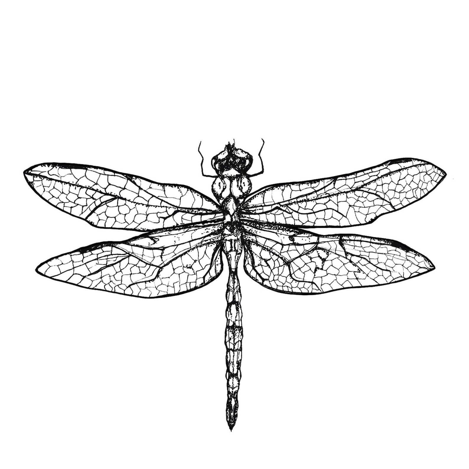 A4|A5 Dragonfly Print | Dragonfly Art | Black & White Dragonfly ...