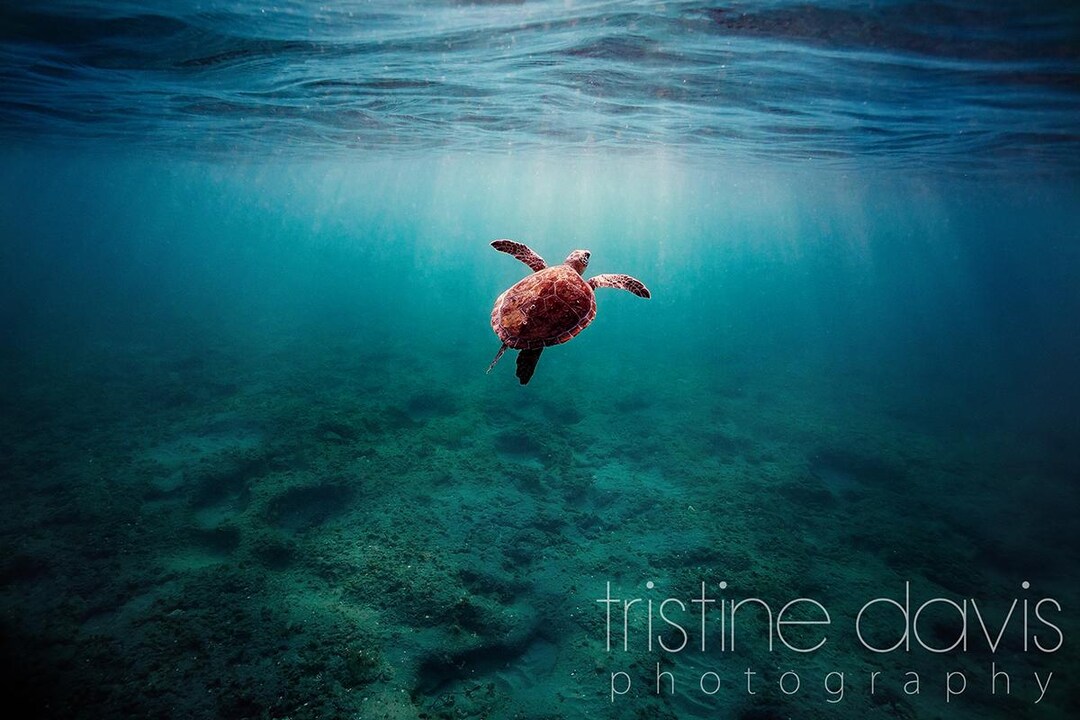 Marine Life Photography Download | Sea Turtle - Etsy