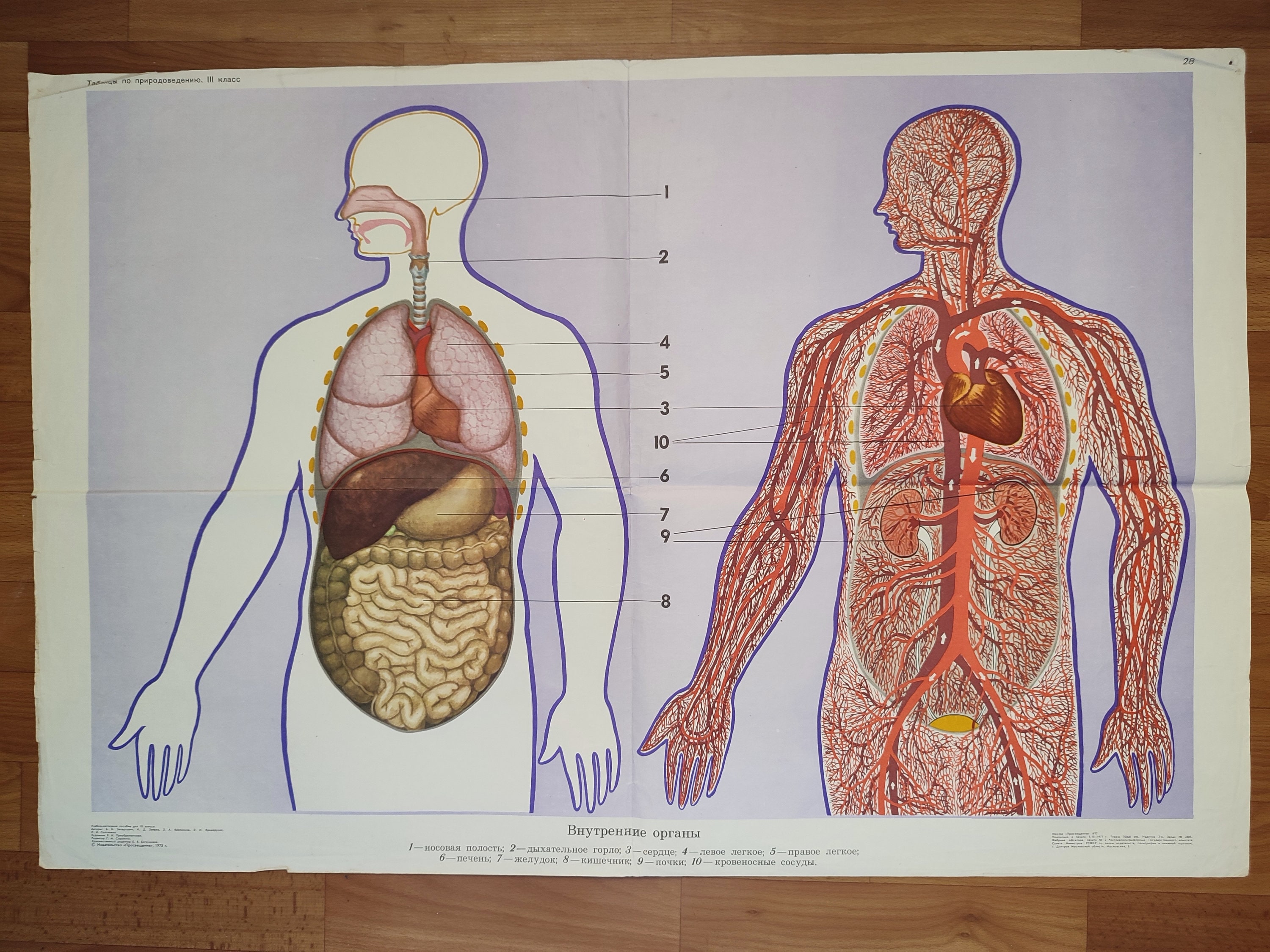 INTERNAL ORGANS Original Vintage School Chart Wall Decor ANATOMY - Etsy