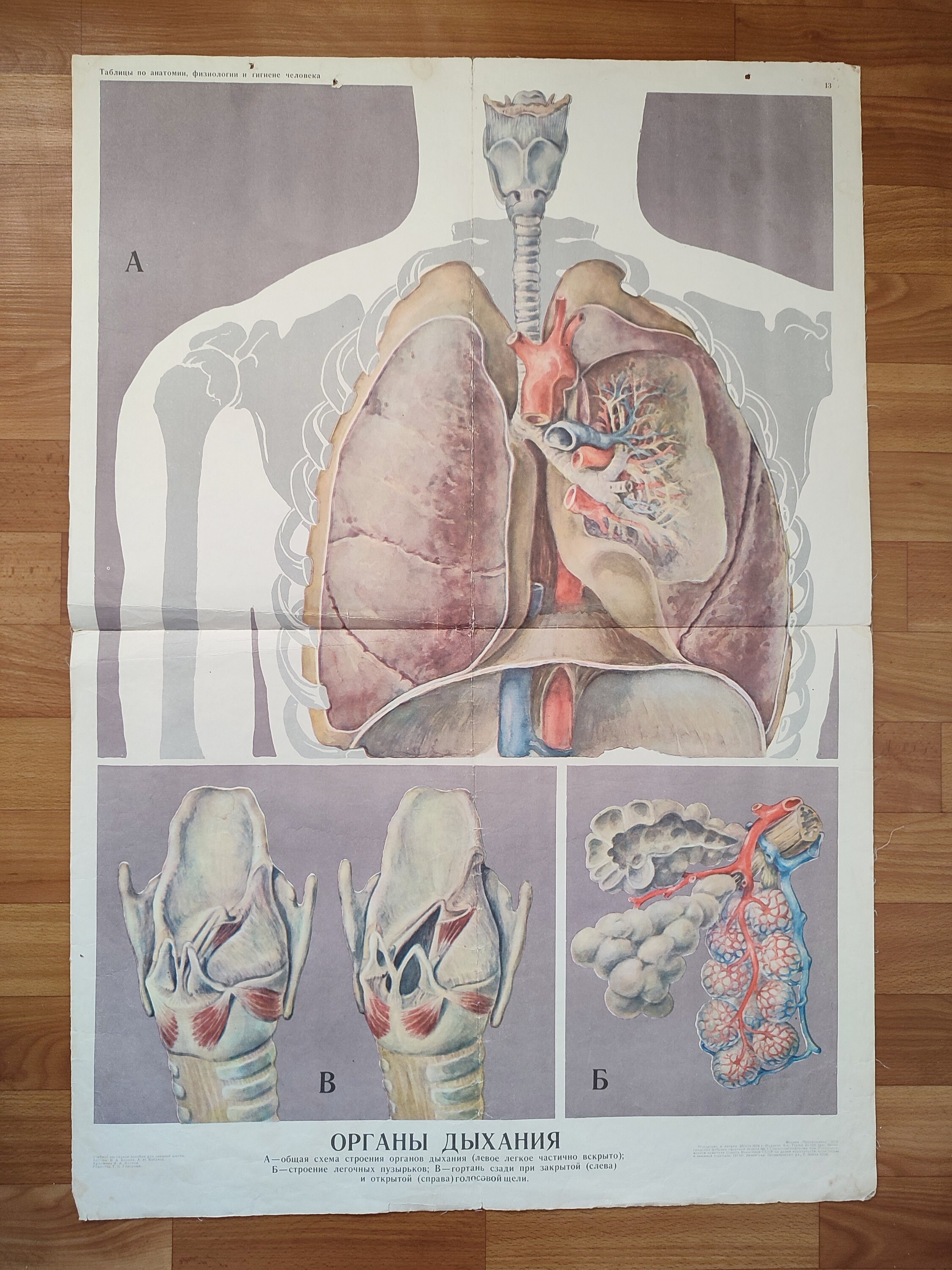 RESPIRATORY SYSTEM CHART Original Vintage School Poster - Etsy