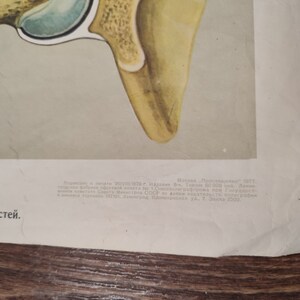 ODDITIES ANATOMICAL CHART Original Vintage Skeleton Bones Education ...