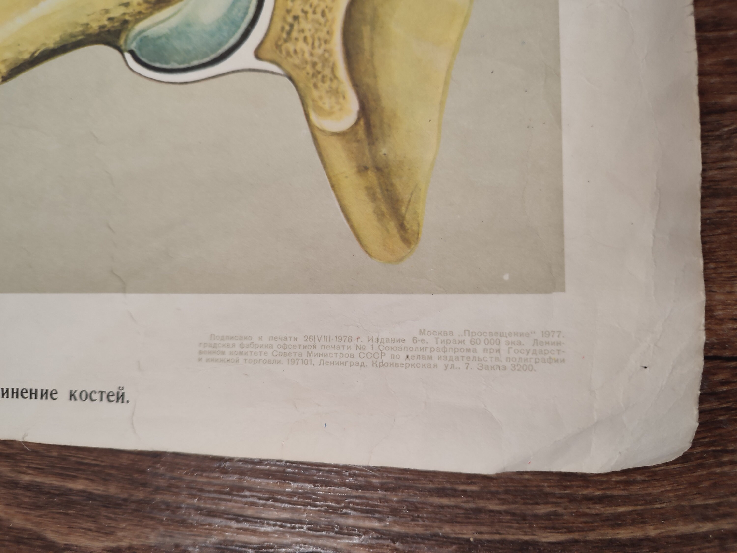 ODDITIES ANATOMICAL CHART Original Vintage Skeleton Bones Education ...