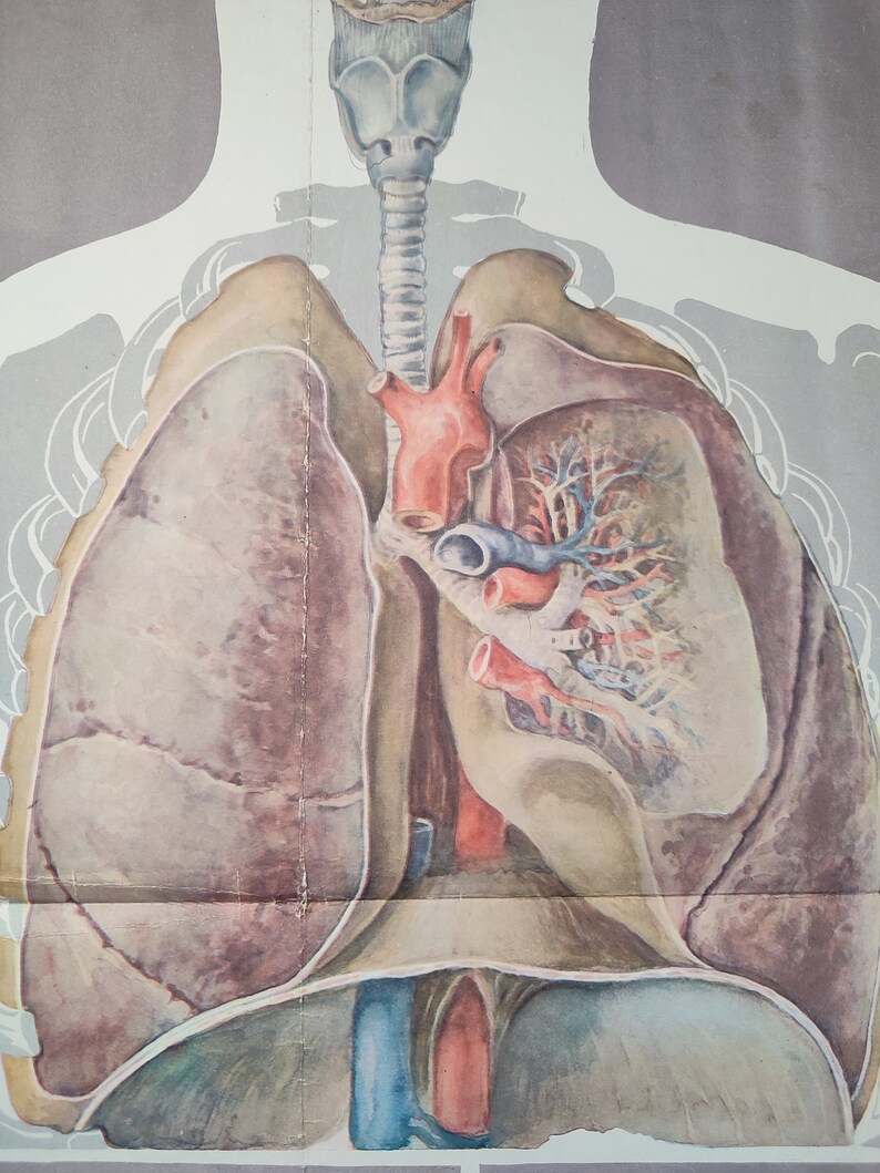 RESPIRATORY SYSTEM CHART Original Vintage School Poster - Etsy