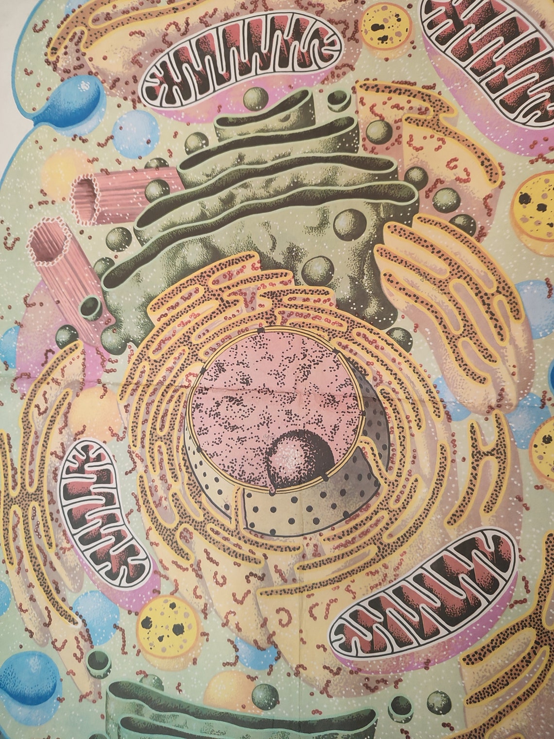 ANATOMICAL CELL POSTER Original Vintage Wall Decor Education Retro ...