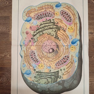 ANATOMICAL CELL POSTER Original Vintage Wall Decor Education Retro ...