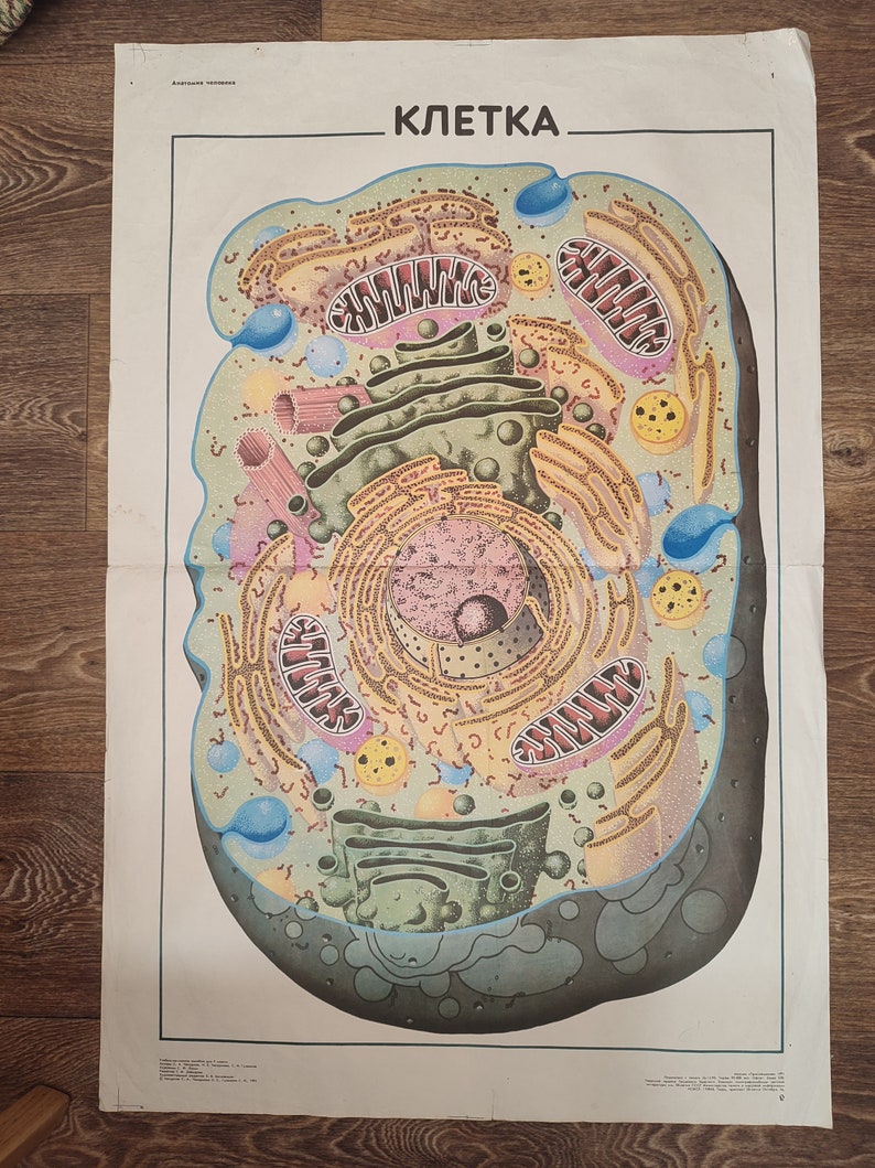 ANATOMICAL CELL POSTER Original Vintage Wall Decor Education Retro ...