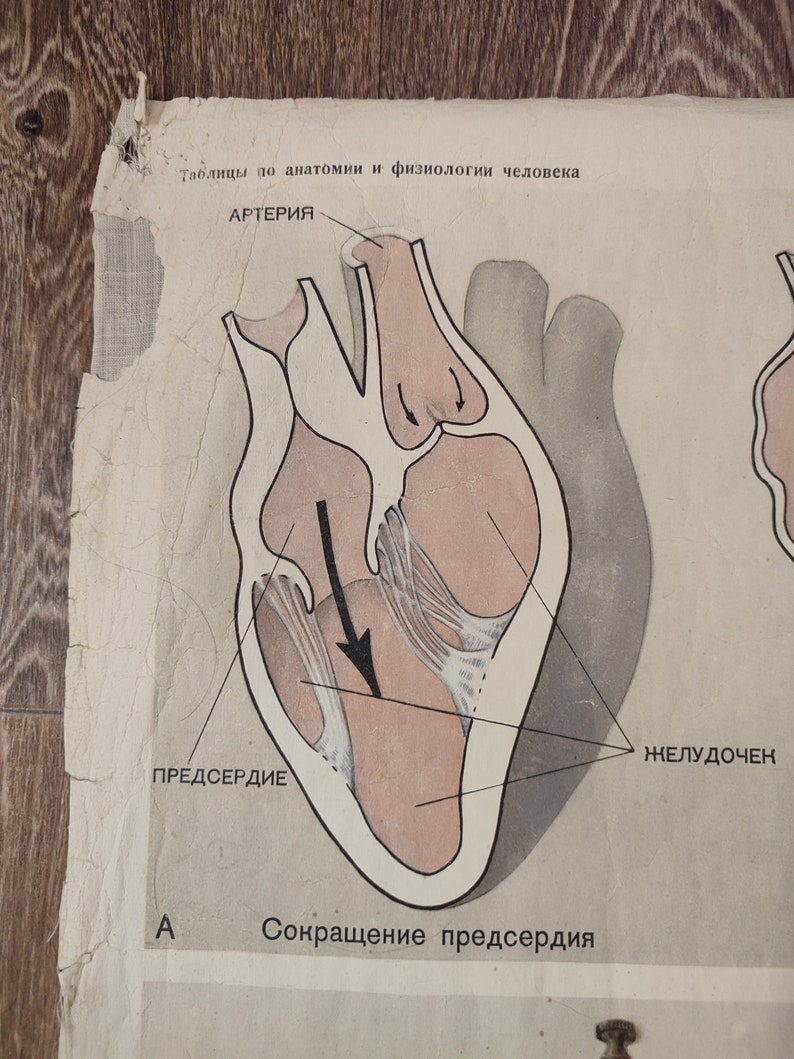 HUMAN HEART Original Vintage Mid-century Chart Anatomy Body - Etsy