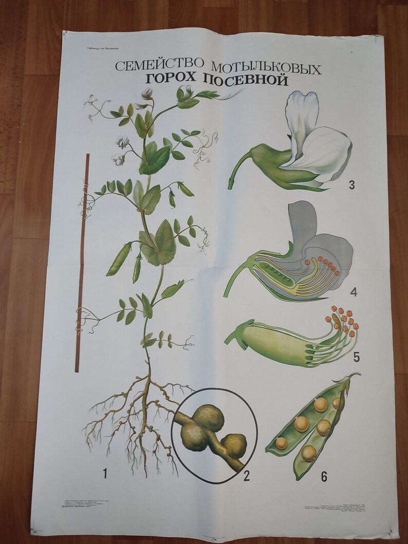 PEAS BOTANICAL CHART Original Vintage Plants Wall Decoration - Etsy