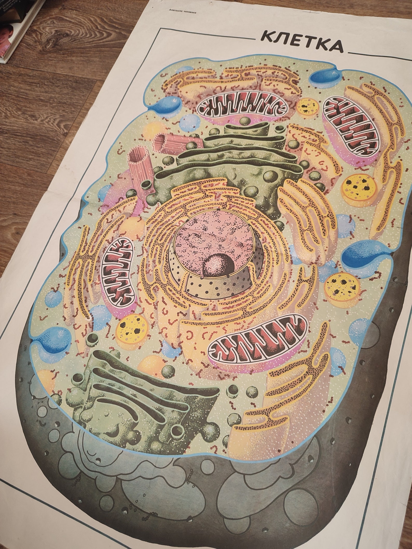 ANATOMICAL CELL POSTER Original Vintage Wall Decor Education Retro ...