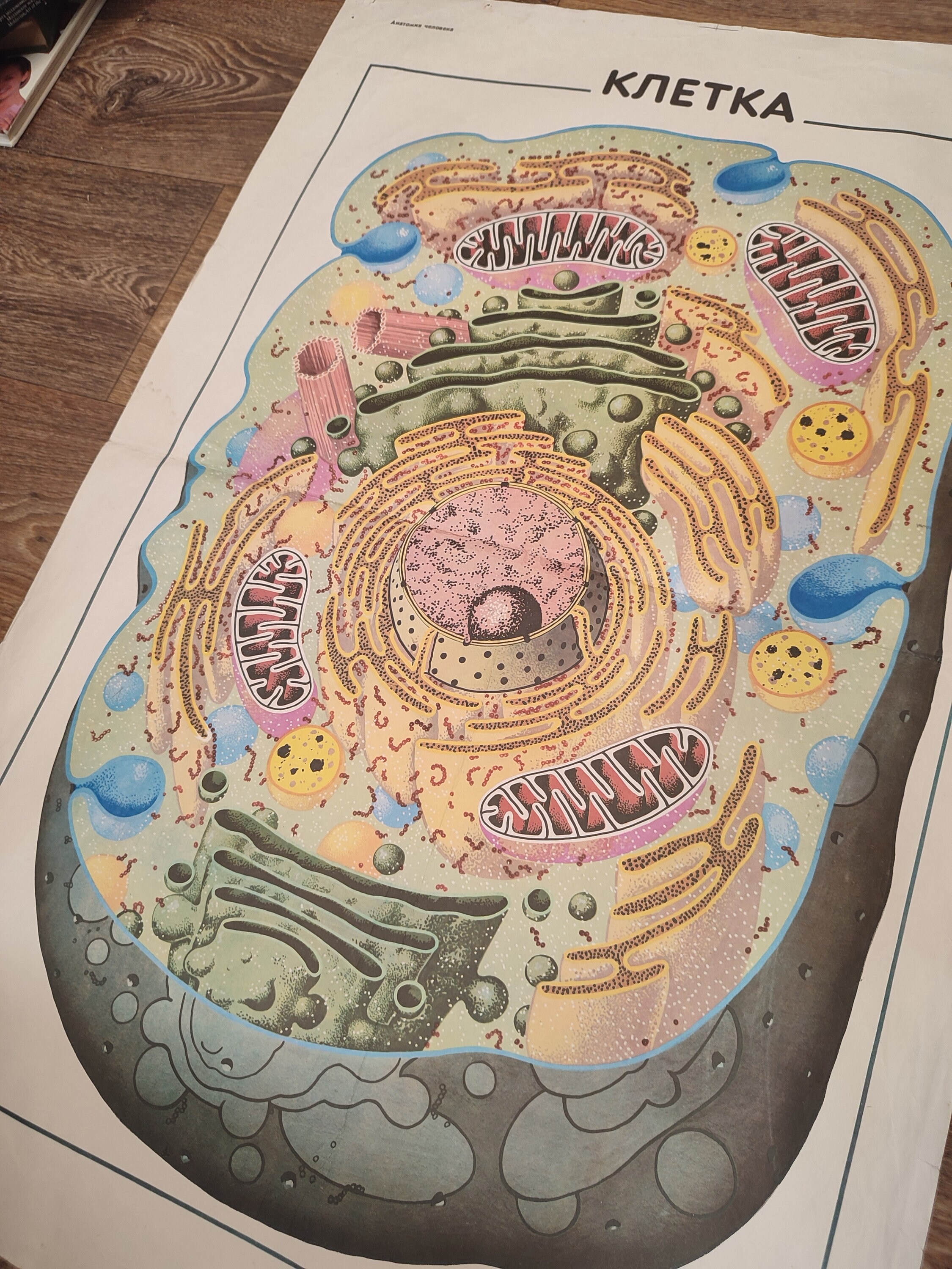 ANATOMICAL CELL POSTER Original Vintage Wall Decor Education Retro ...