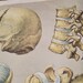 ODDITIES ANATOMICAL CHART Original Vintage Skeleton Bones Education ...