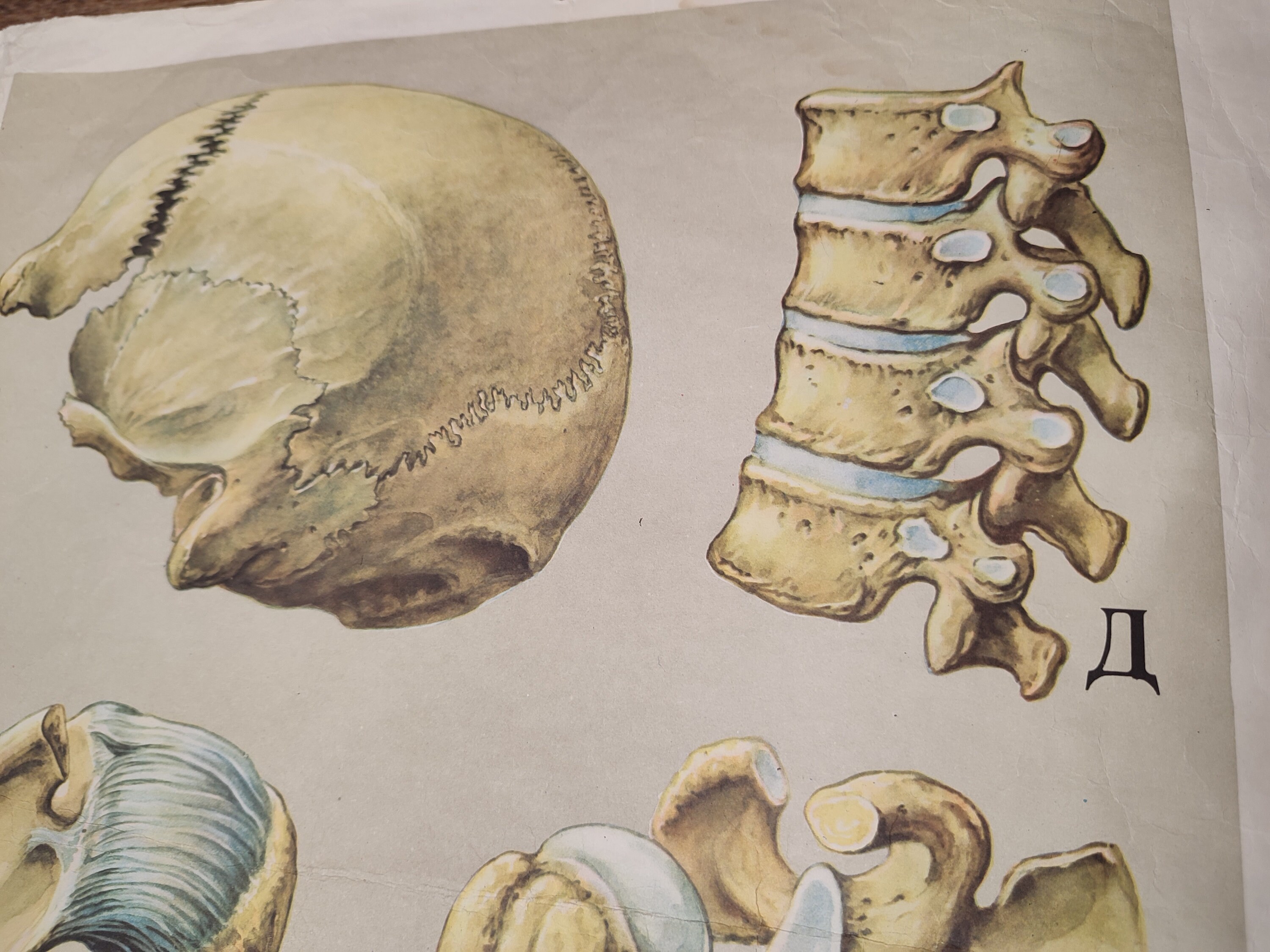 ODDITIES ANATOMICAL CHART Original Vintage Skeleton Bones Education ...