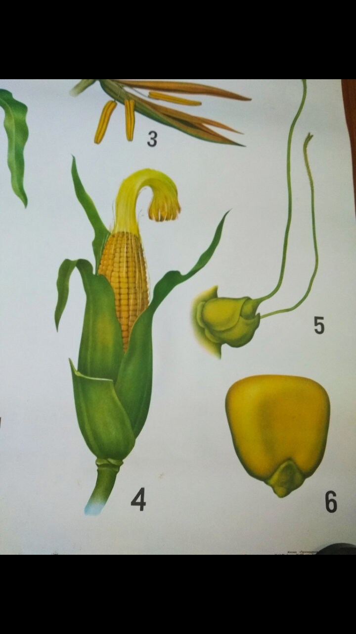School Vintage Chart, Soviet Poster, Corn Poster, Agrocultural Poster ...