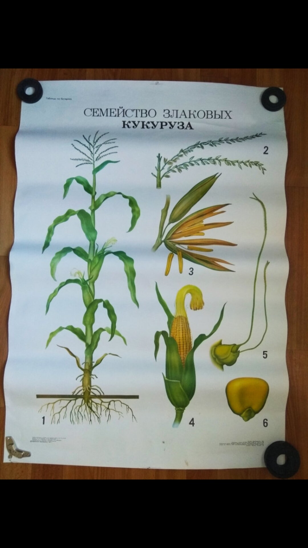 School Vintage Chart, Soviet Poster, Corn Poster, Agrocultural Poster ...