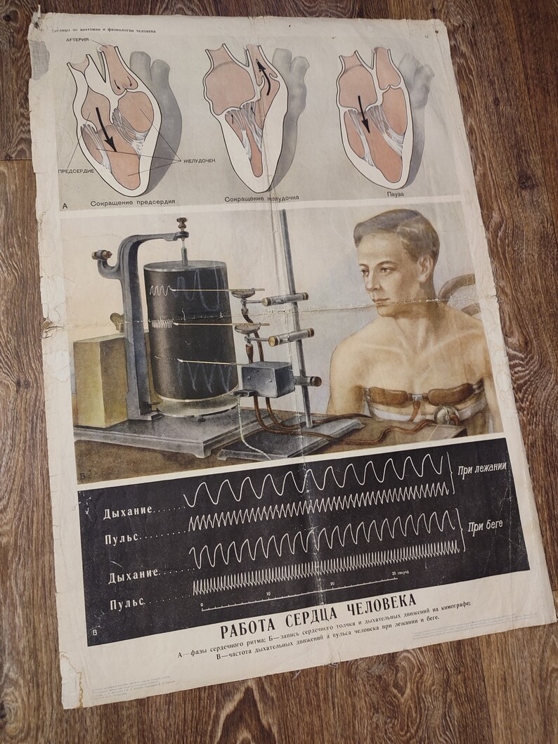 HUMAN HEART Original Vintage Mid-century Chart Anatomy Body - Etsy