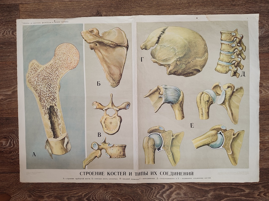 ODDITIES ANATOMICAL CHART Original Vintage Skeleton Bones Education ...