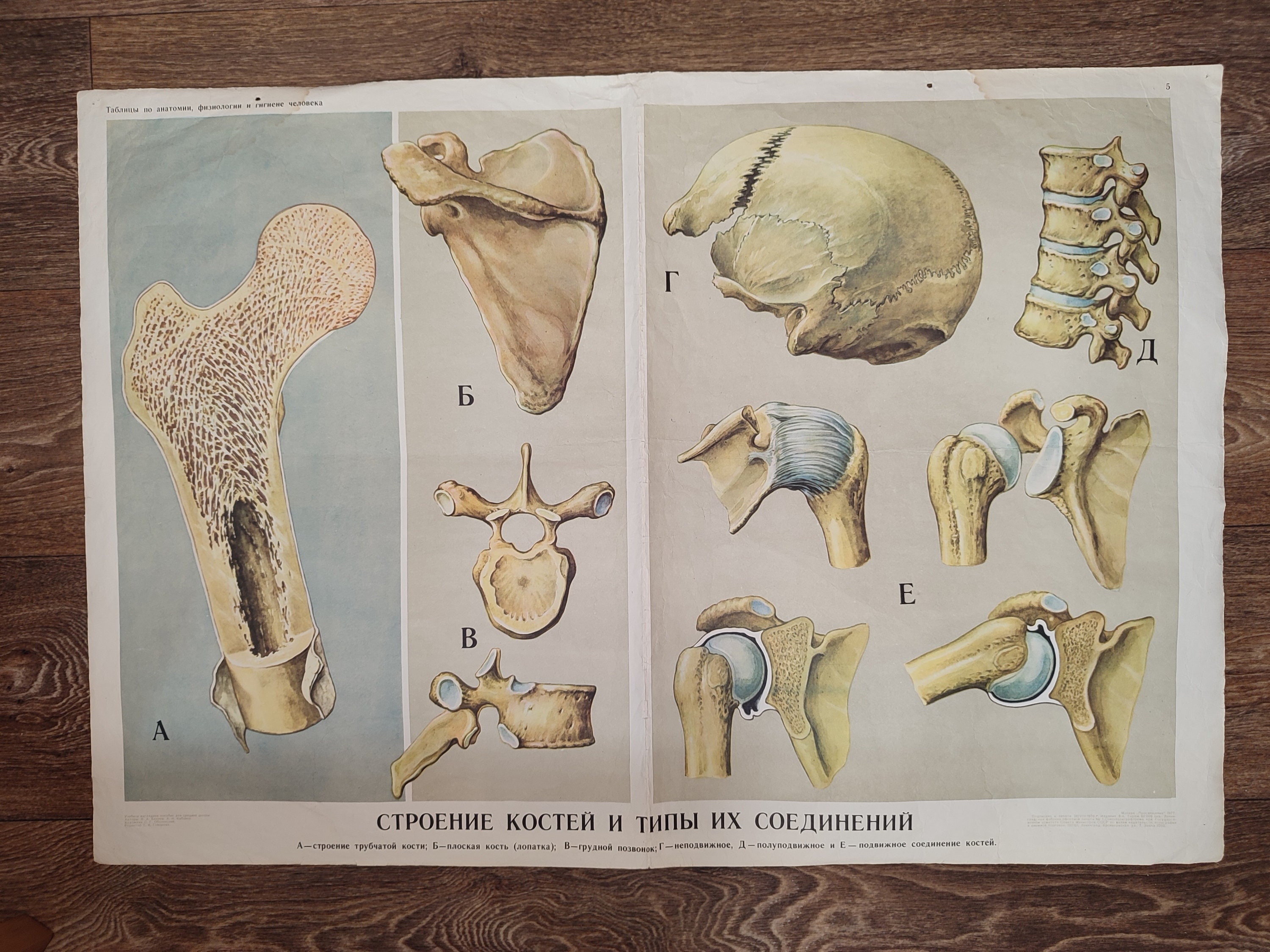 ODDITIES ANATOMICAL CHART Original Vintage Skeleton Bones Education ...