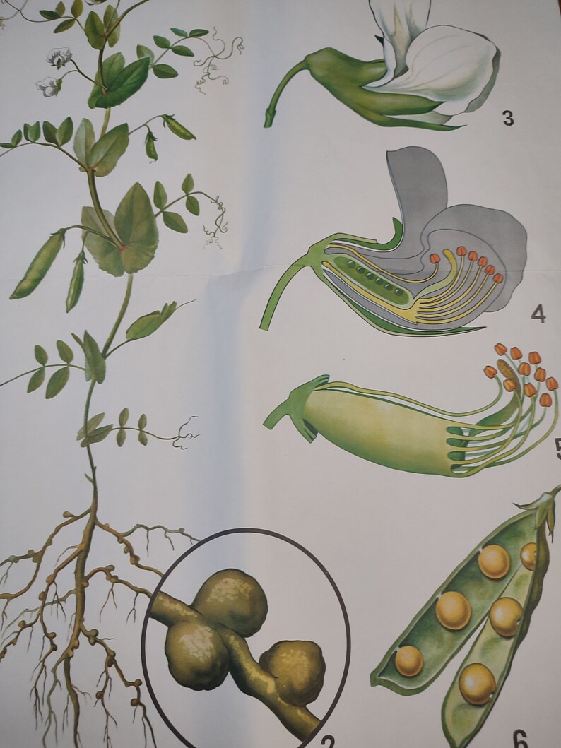PEAS BOTANICAL CHART Original Vintage Plants Wall Decoration - Etsy