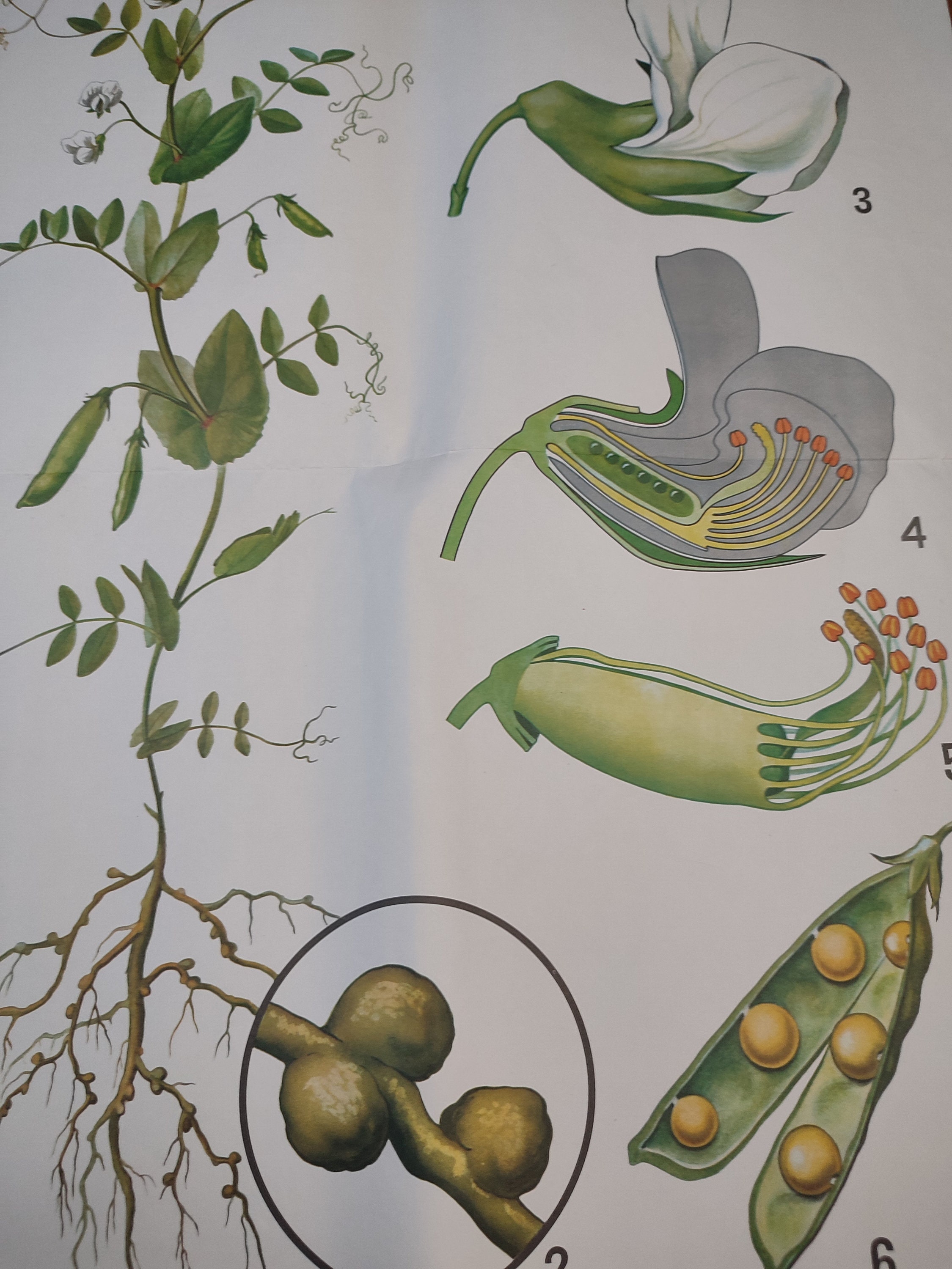 PEAS BOTANICAL CHART Original Vintage Plants Wall Decoration - Etsy