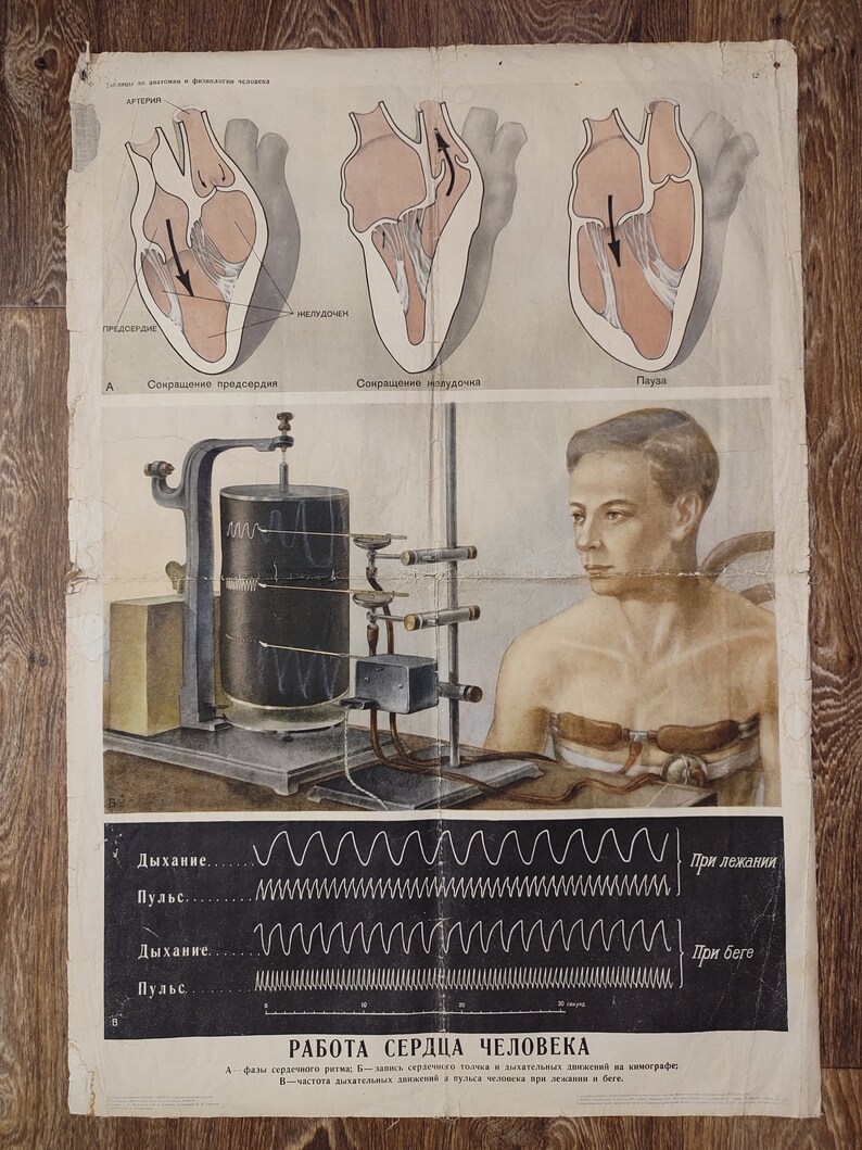 HUMAN HEART Original Vintage Mid-century Chart Anatomy Body - Etsy