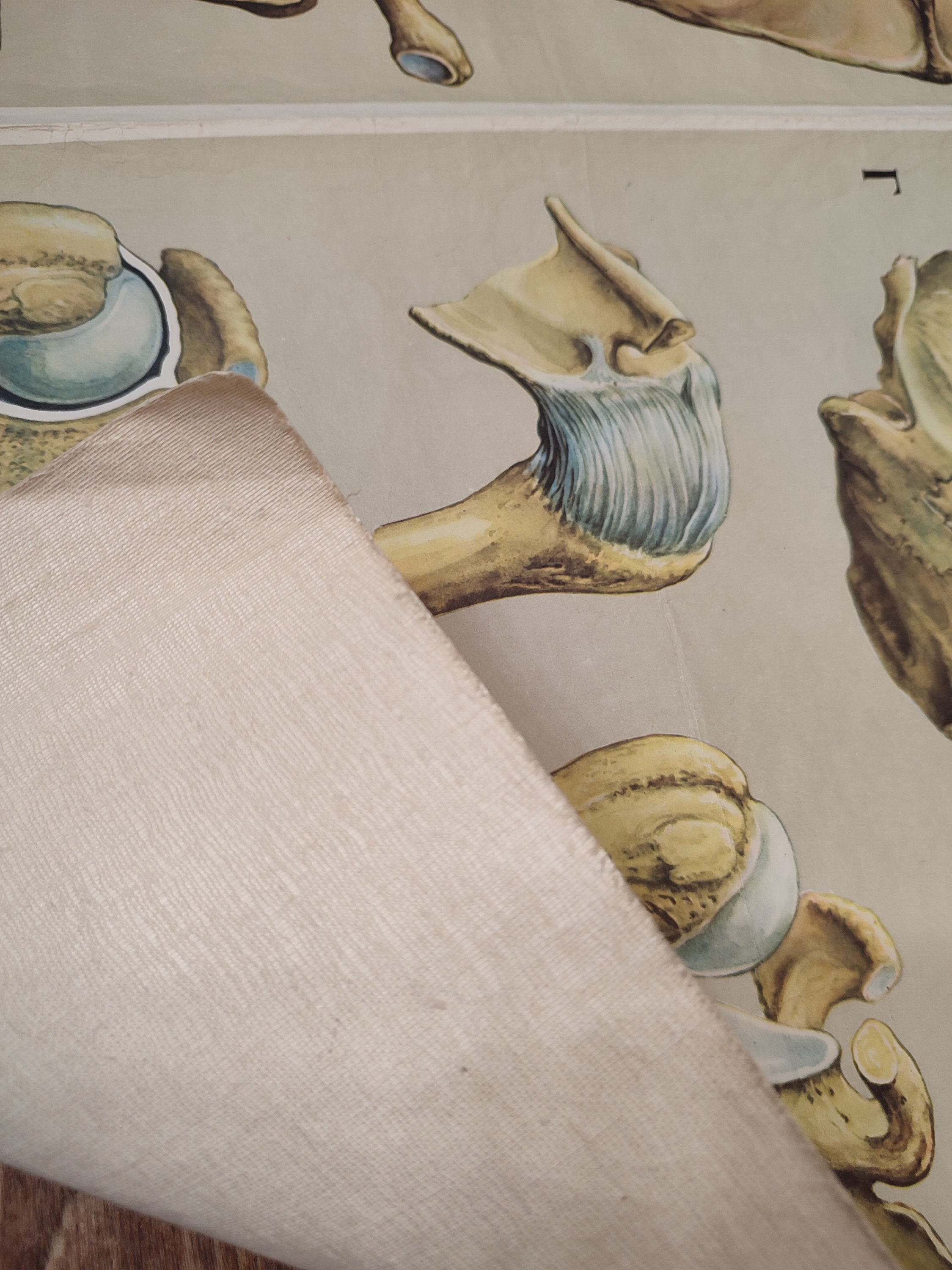 ODDITIES ANATOMICAL CHART Original Vintage Skeleton Bones Education ...