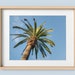 Palm Tree Prints, California Wall Art, San Diego, Coastal Decor, Framed ...