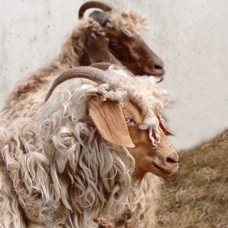 Angora Goat - Etsy