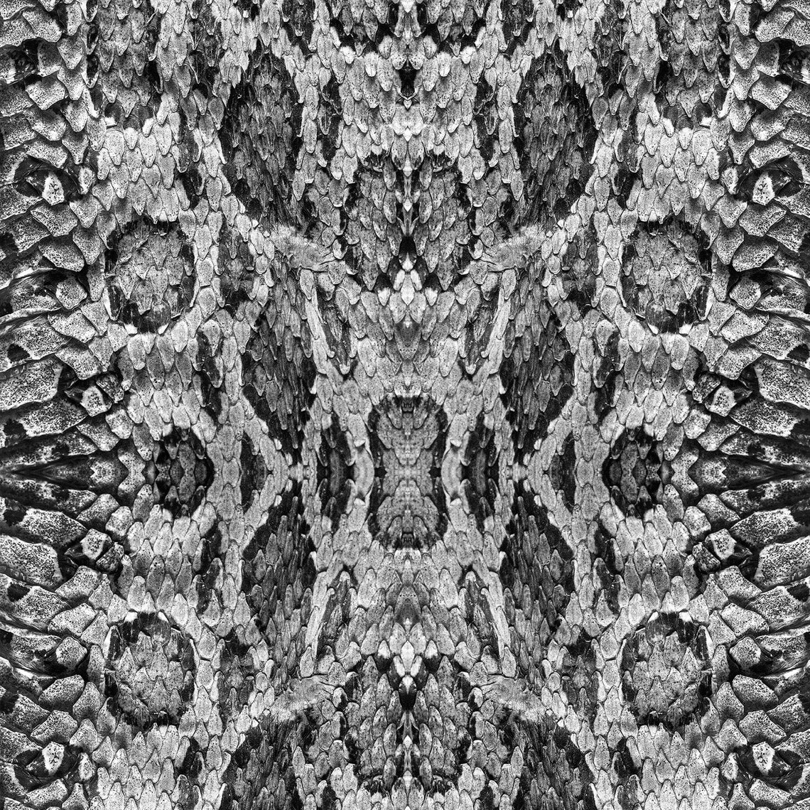 12 X 12 Snake Skin Decal Vinyl Animal Print Trendy - Etsy