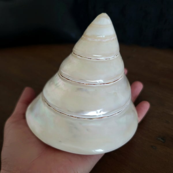 Trochus Shell - Etsy