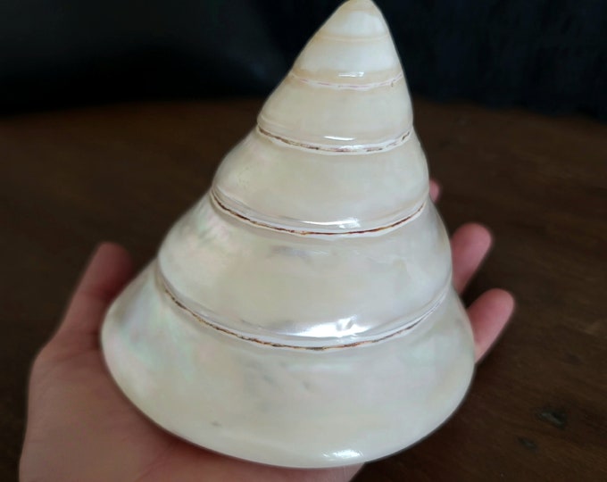 Tiny Clam Shells - Etsy